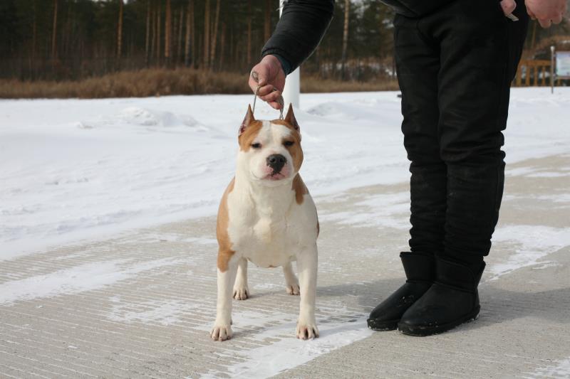 美系斯塔福2021年新生犬（4） - 斯塔福 - 猛犬俱乐部-中国具有影响力的猛犬网站 - Powered by Discuz!