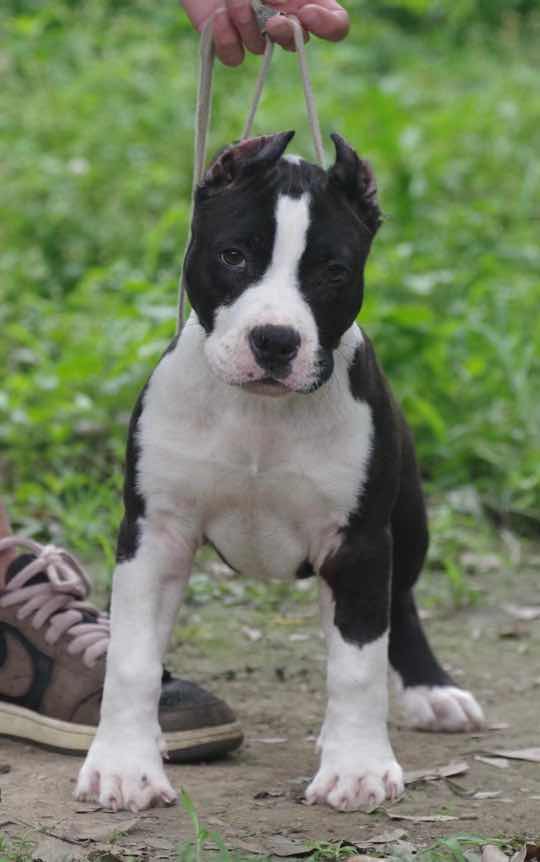 未来的超级种公“Bomber” - 斯塔福 - 猛犬俱乐部-中国具有影响力的猛犬网站 - Powered by Discuz!