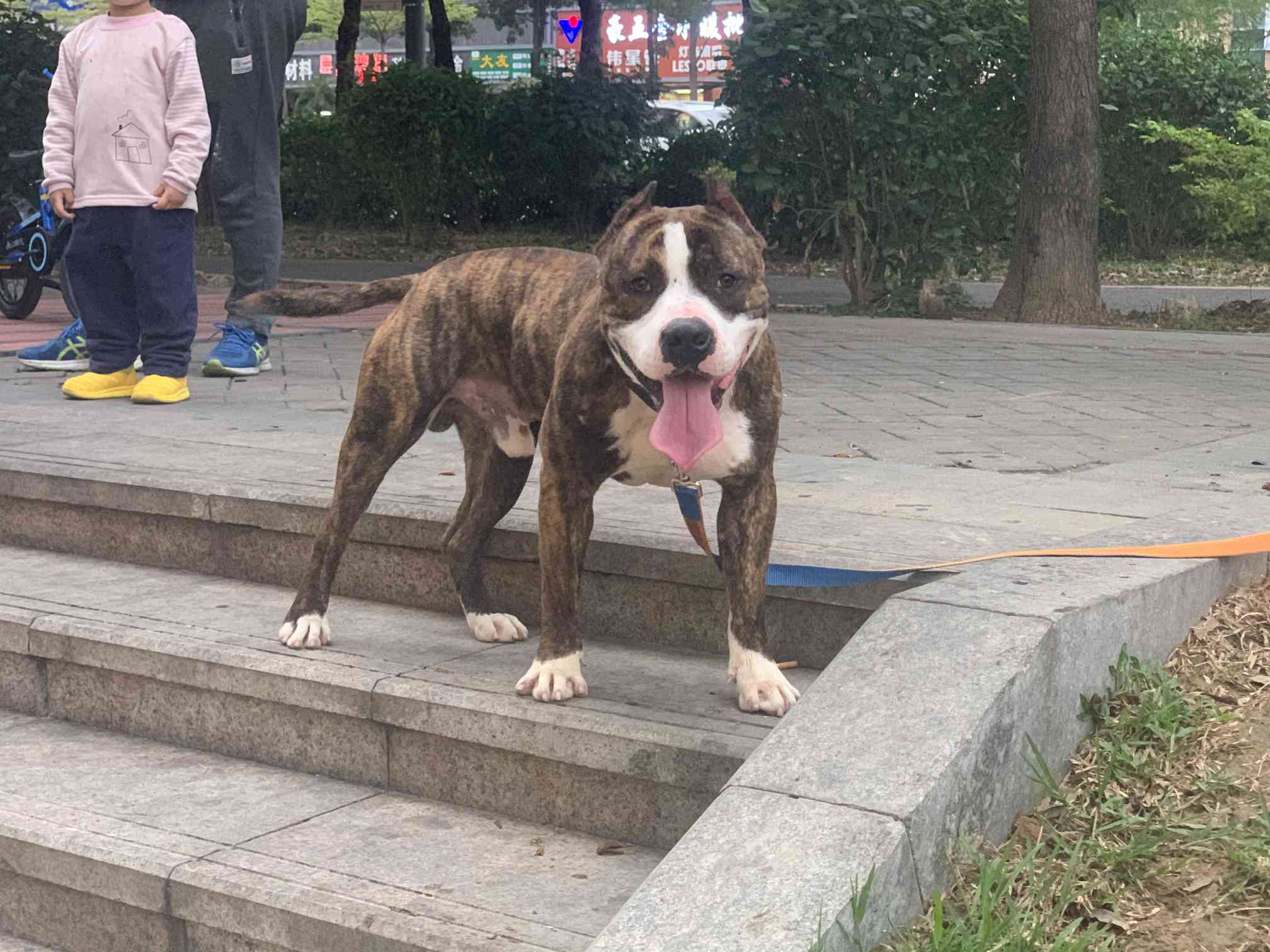 出几条70多天的斯塔福，品相自观，喜欢的直接加V - 斯塔福交易 - 猛犬俱乐部-中国具有影响力的猛犬网站 - Powered by Discuz!