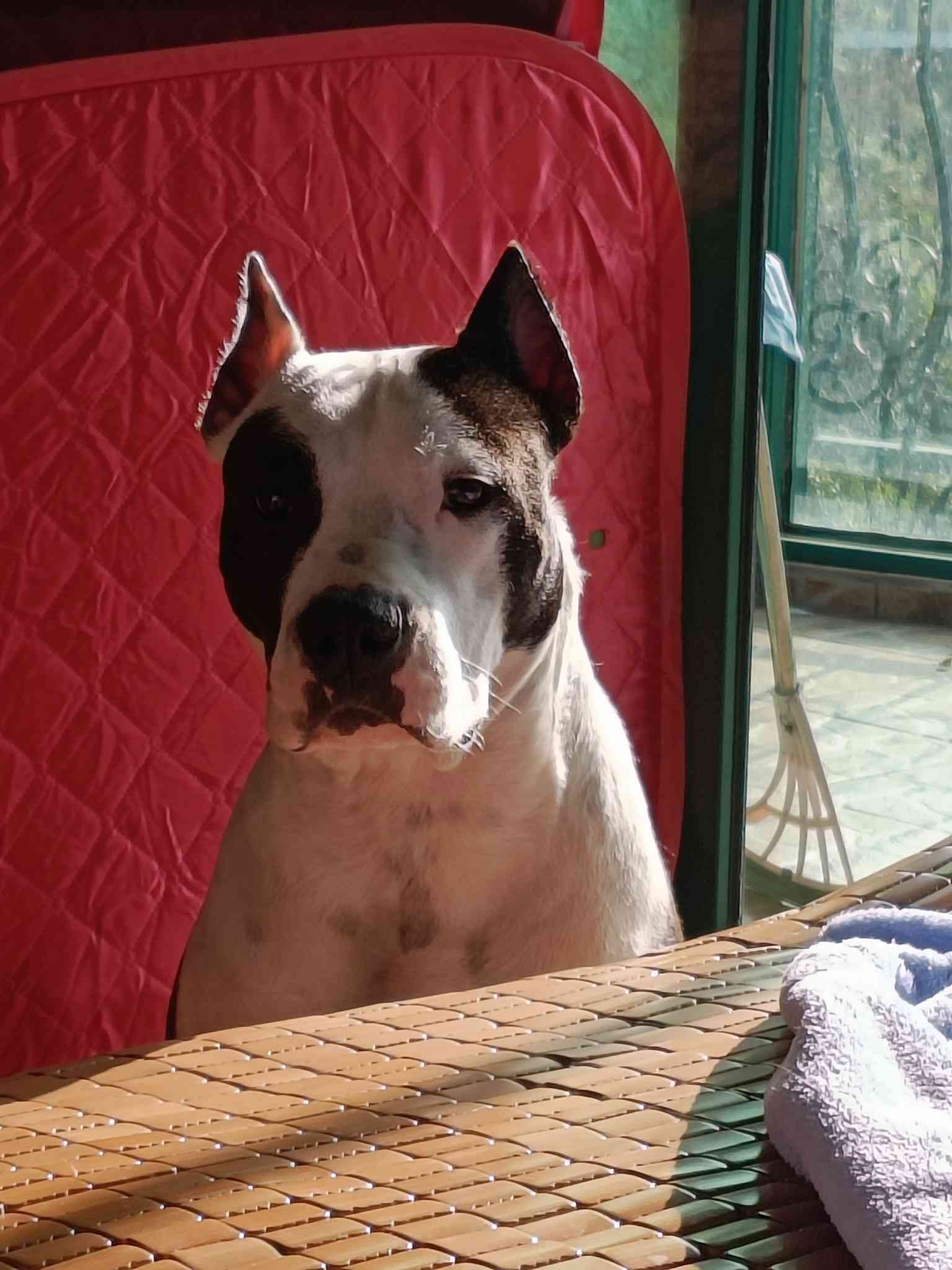 出几条70多天的斯塔福，品相自观，喜欢的直接加V - 斯塔福交易 - 猛犬俱乐部-中国具有影响力的猛犬网站 - Powered by Discuz!